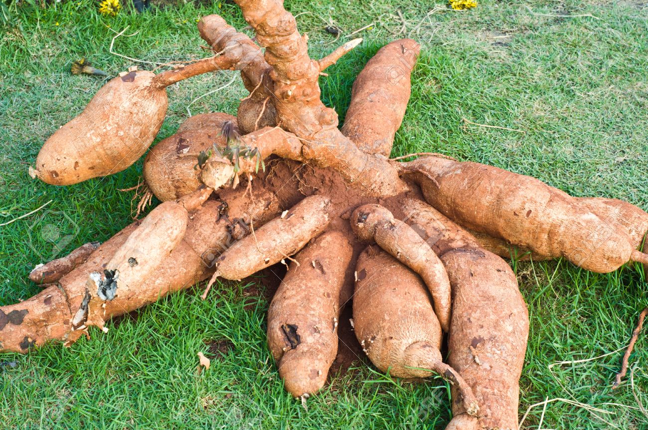 HOW TO TREAT SKIN ITCHINESS WITH TAPIOCA