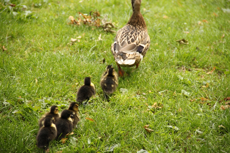 7 kleine entenkinder