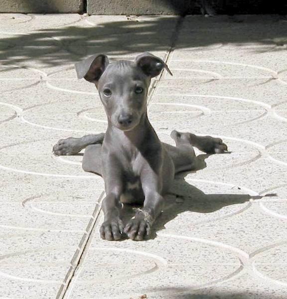 PERROS DE RAZA: GALGO ITALIANO