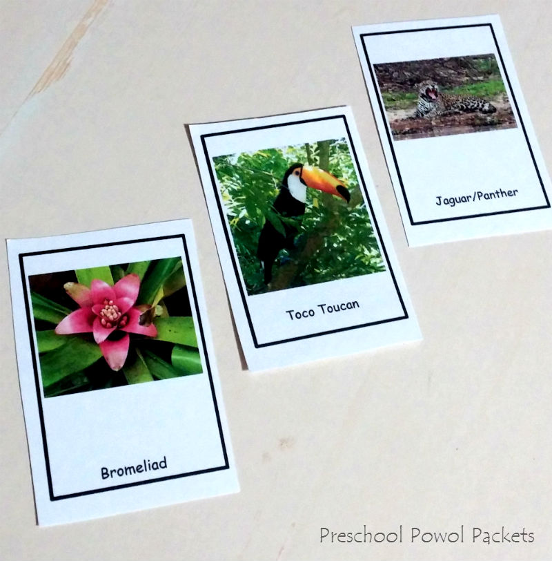 {FREE} Plants & Animals in the Tropical Rainforest Biome Cards ...