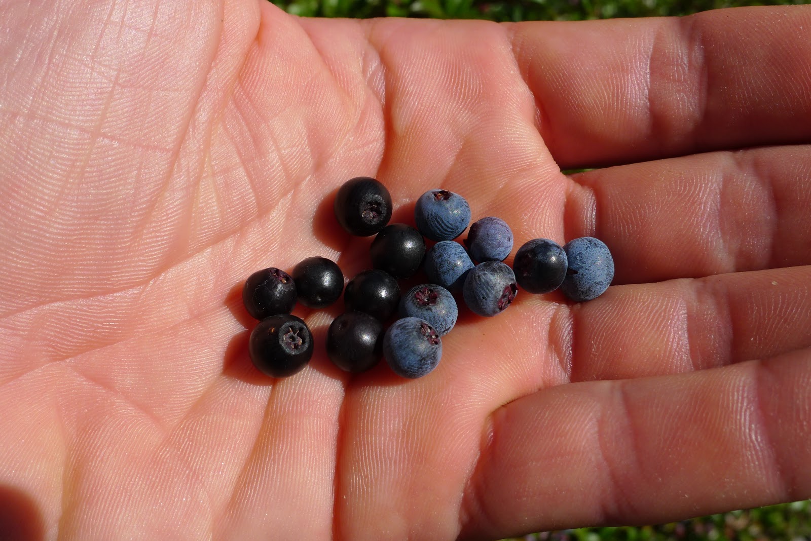 Wild Harvests: Huckleberries- evergreen and everlasting