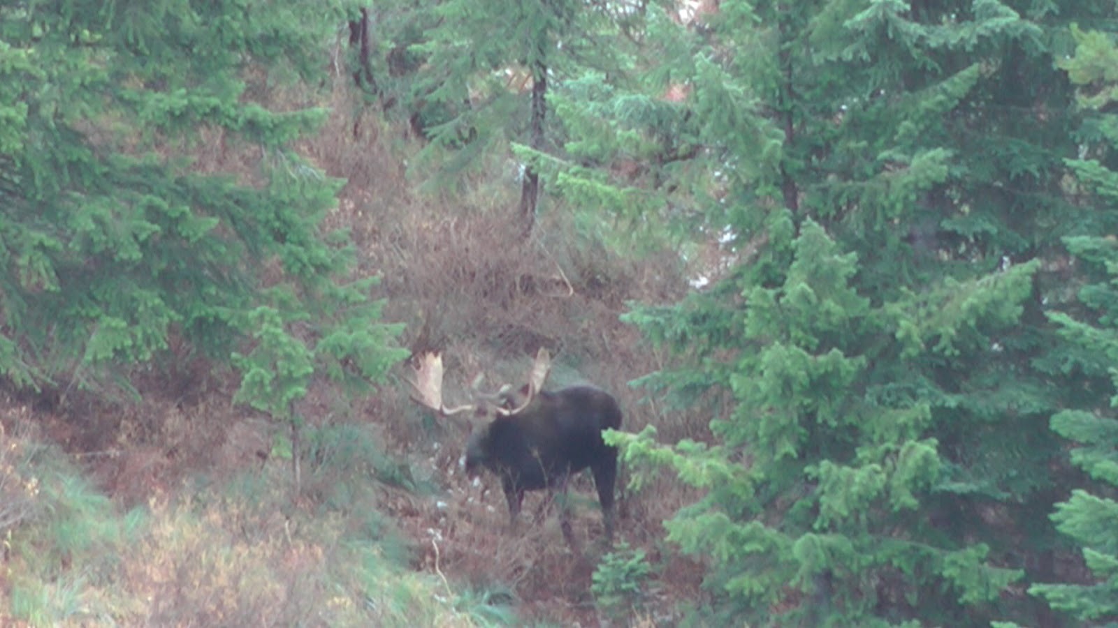 The Everlasting Hills