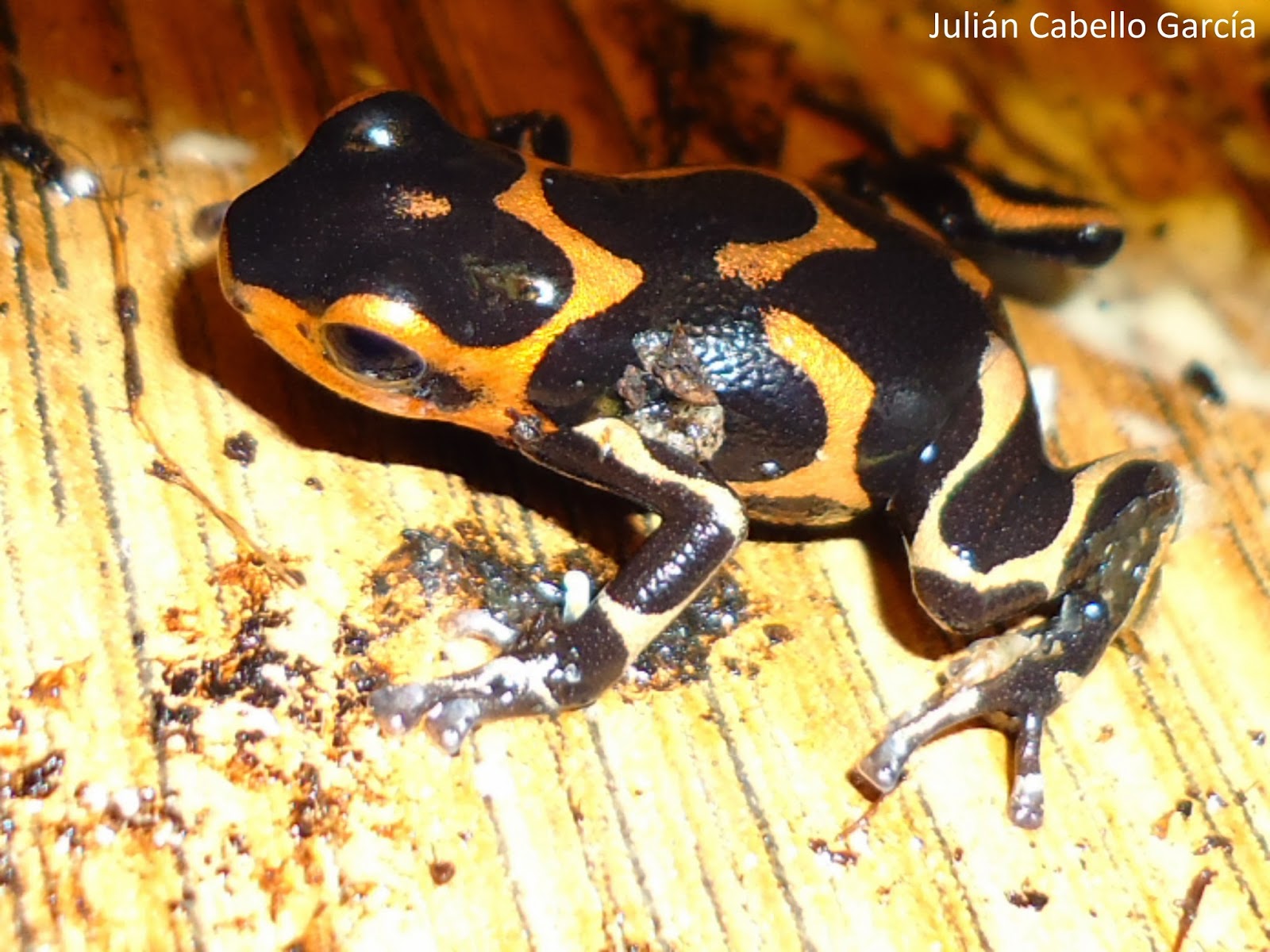 Dendroland: Diario de una "Intermedius" (Ranitomeya Imitator ...