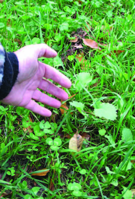 Whitetail Institute: Create the Ultimate Hunting Plot – and make your ...