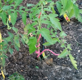 Erin Reed Makes: Colorful Rope for Training Tomato Plants - Canavs Corp ...