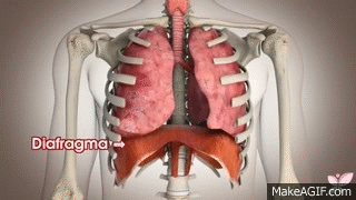 Anatomía : SISTEMA RESPIRATORIO