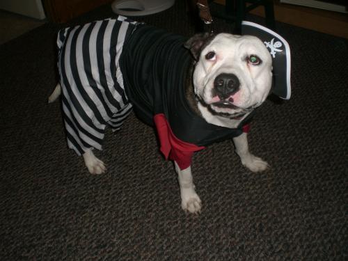 Life's the Pits... Bulls that is: Halloween Costumes for Pit Bulls