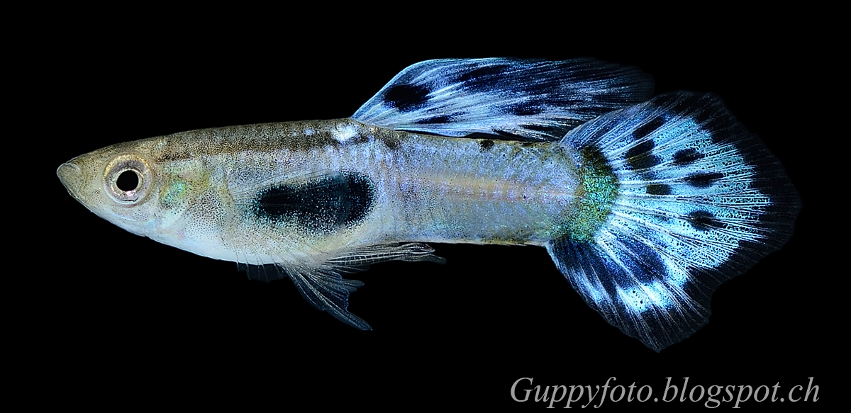 Guppyfoto: Endler Hybrid Asian Blue Magenta