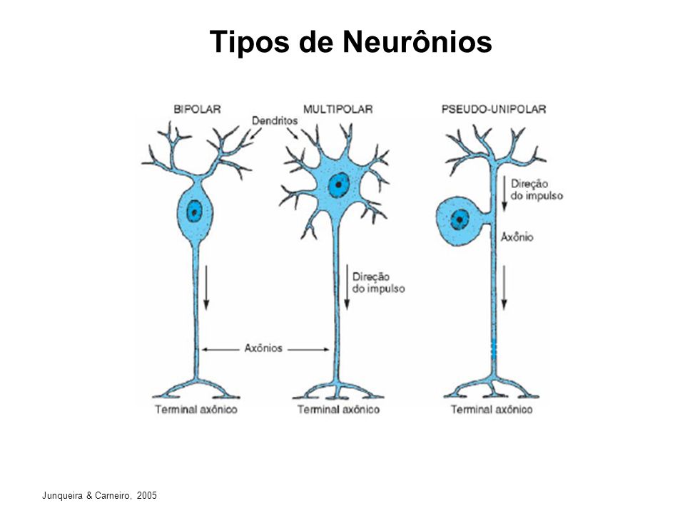 Tecido Nervoso