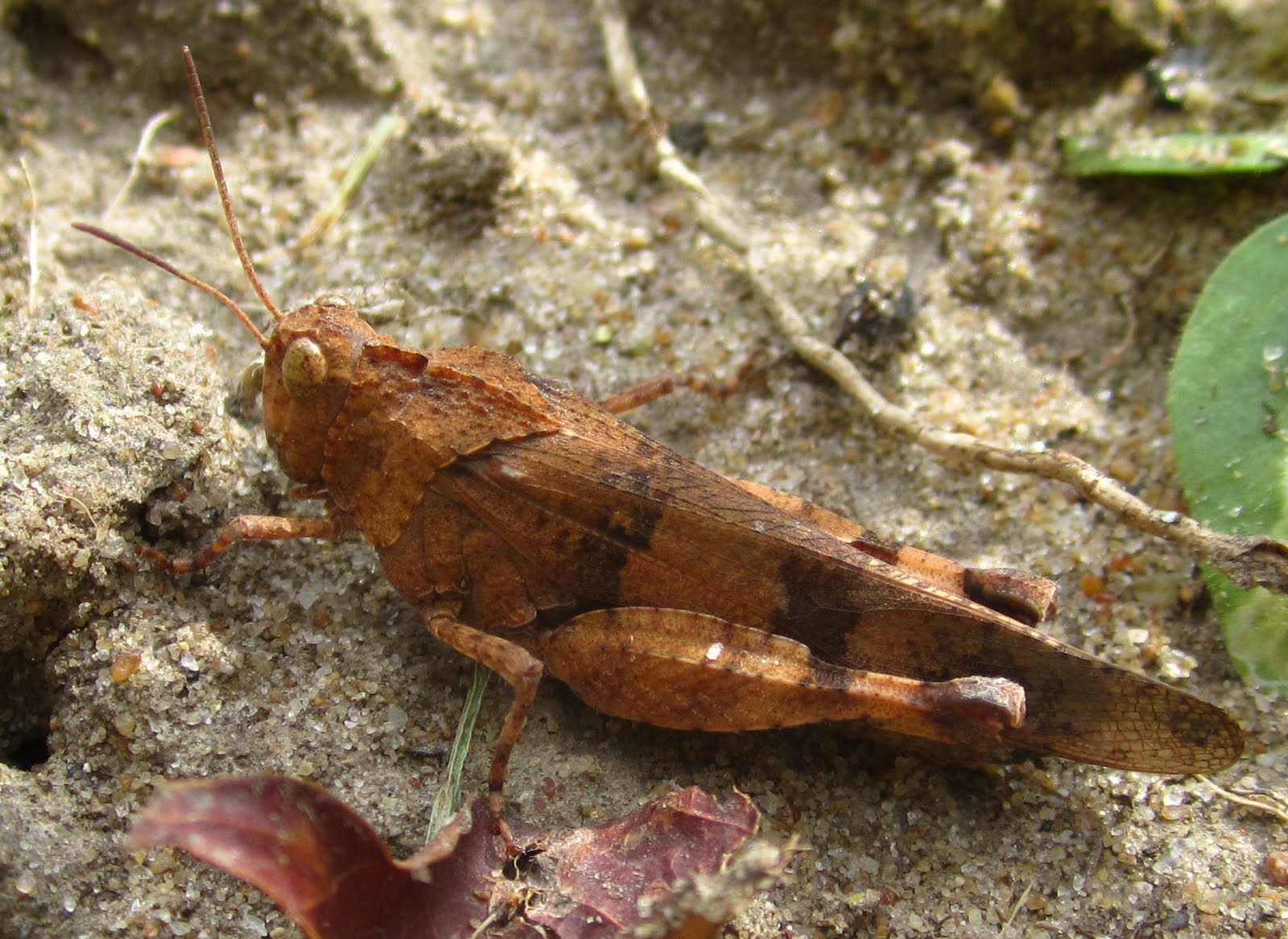 Rufous Grasshopper - Insects Morphology