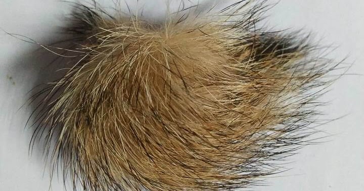 Original Siyar Singhi