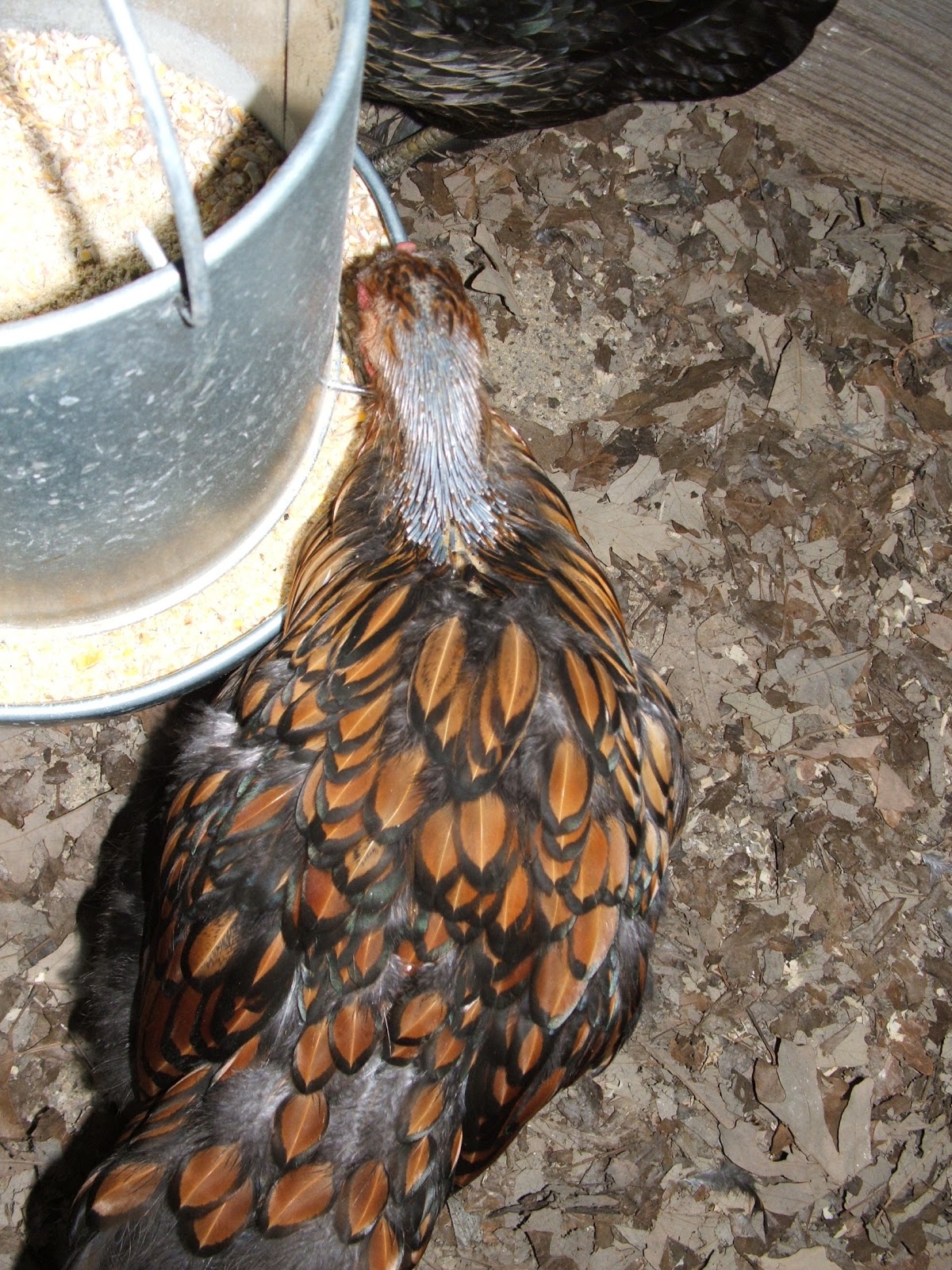 Zebra Chicken Breed at Lynn Craig blog