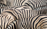 Why do zebras have stripes? | Facts About All
