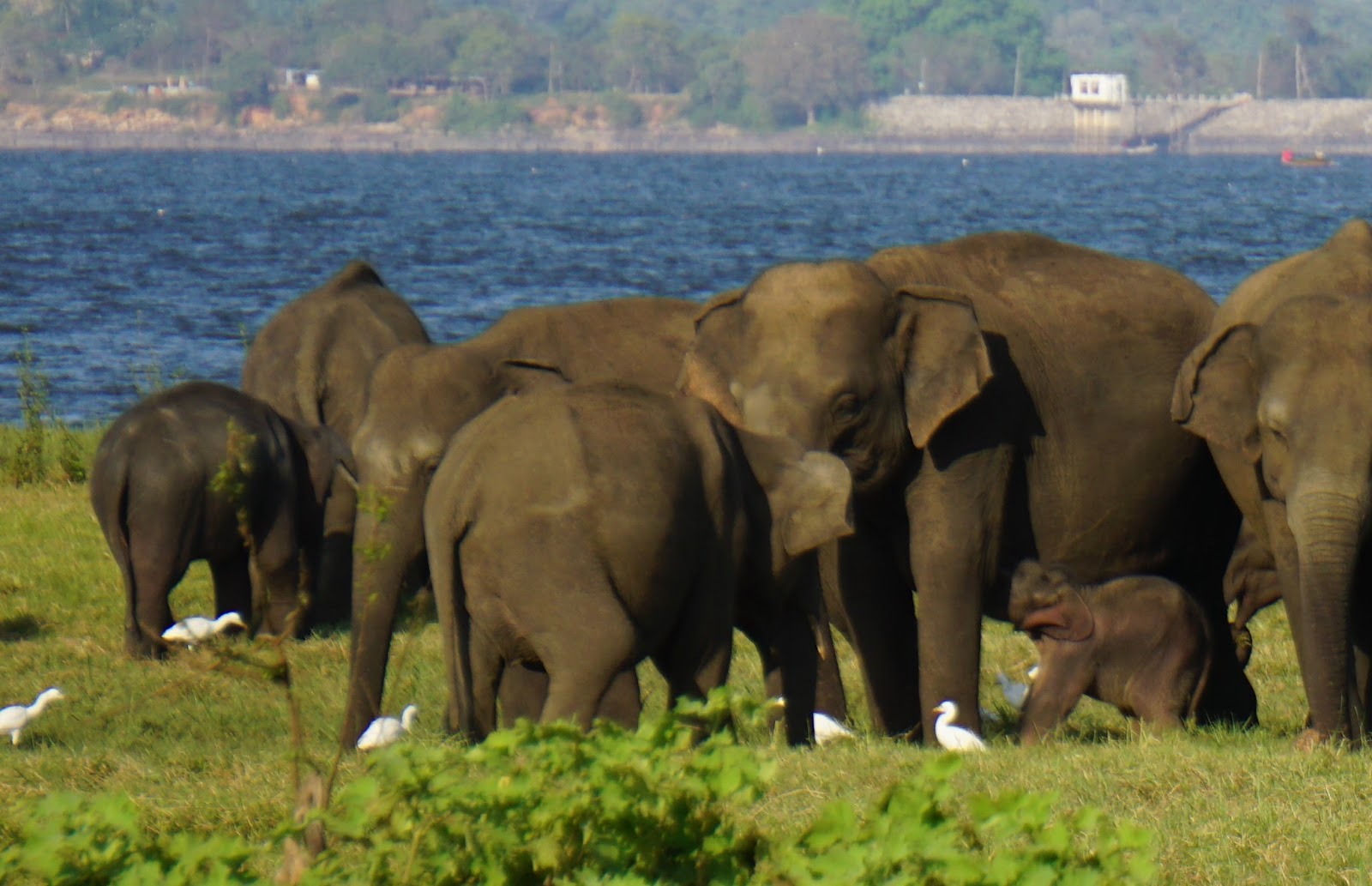 Souvenir Chronicles: SRI LANKA: MINNERIYA NATIONAL PARK