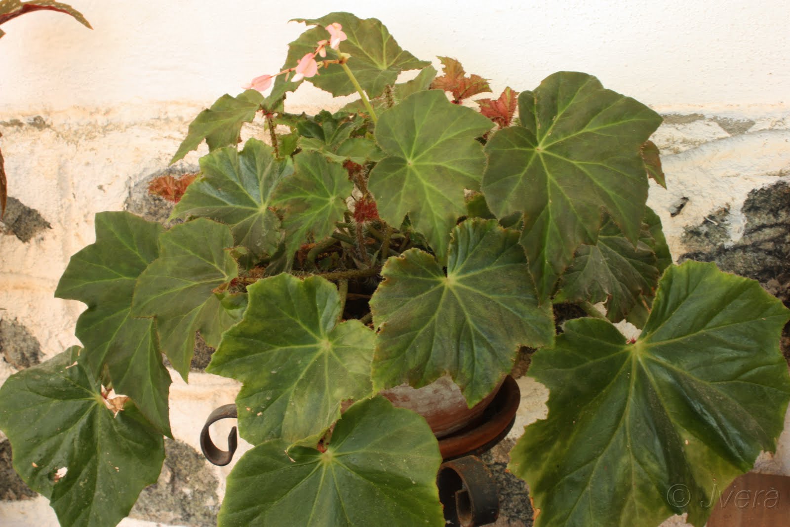 Un jardín en Málaga: Begonia ricinifolia