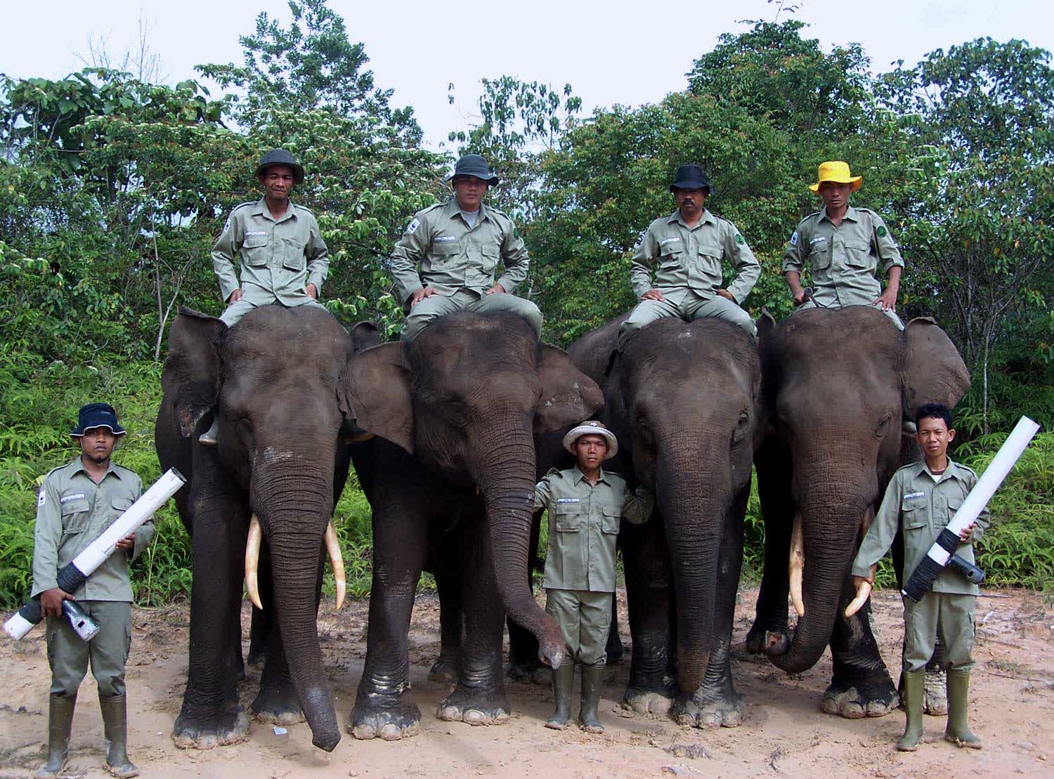 Tesso Nilo National Park | Best Indonesia Travel Destination