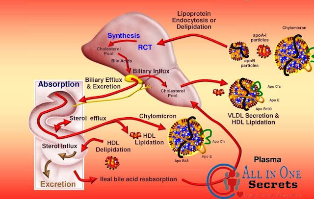 What is Cholesterol Function? - Live Healthy- Live Long