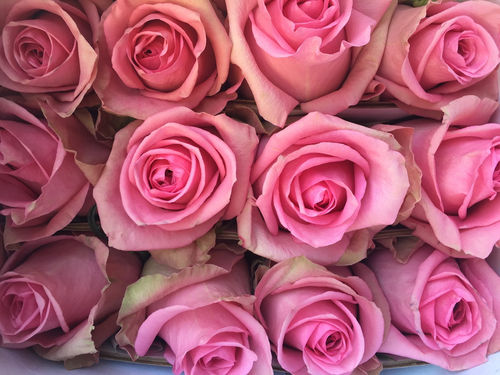 Flores y verdes de Chipiona e importación: Rosas