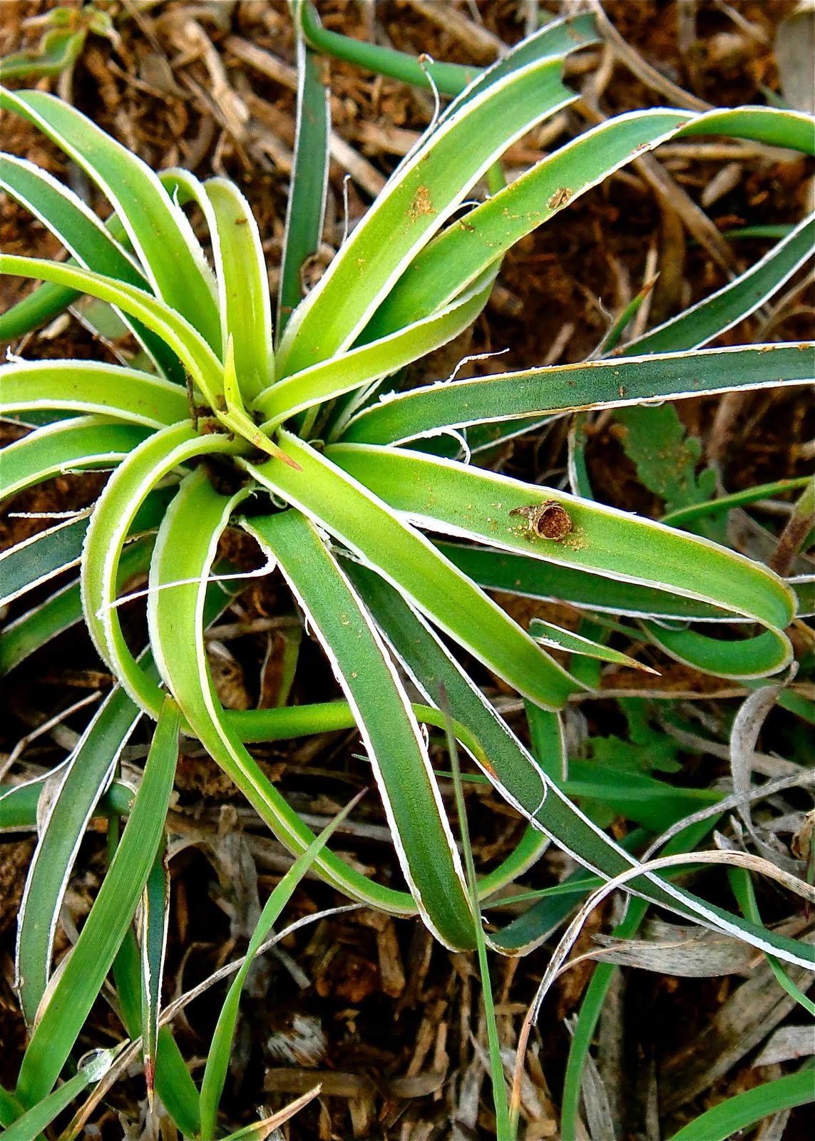 Poetry Of Spirit And Light: Yerba De La Negrita