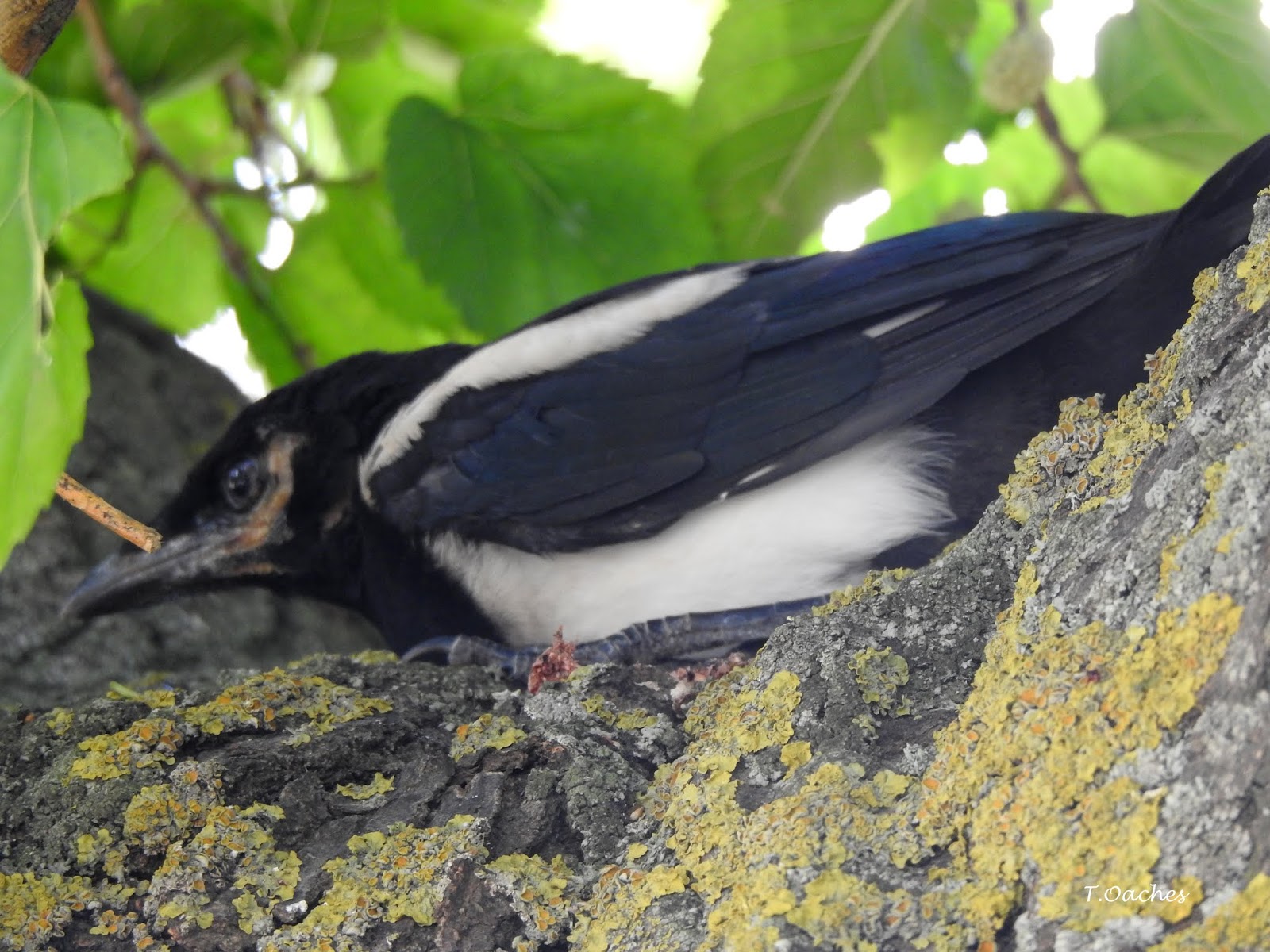 PASARI DIN ROMANIA: COTOFANA, Pica pica