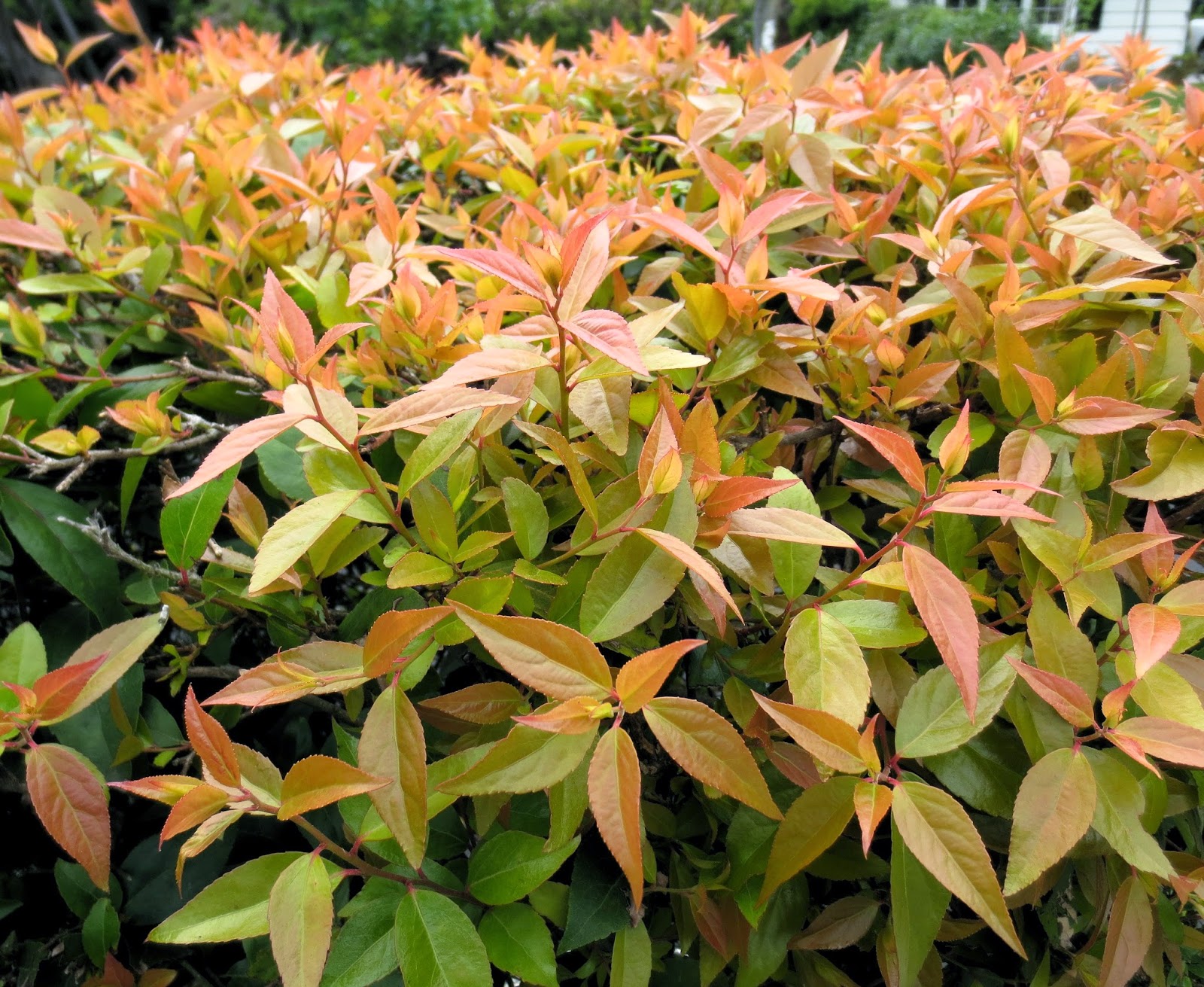 Late to the Garden Party: My favorite plant this week: Xylosma congestum