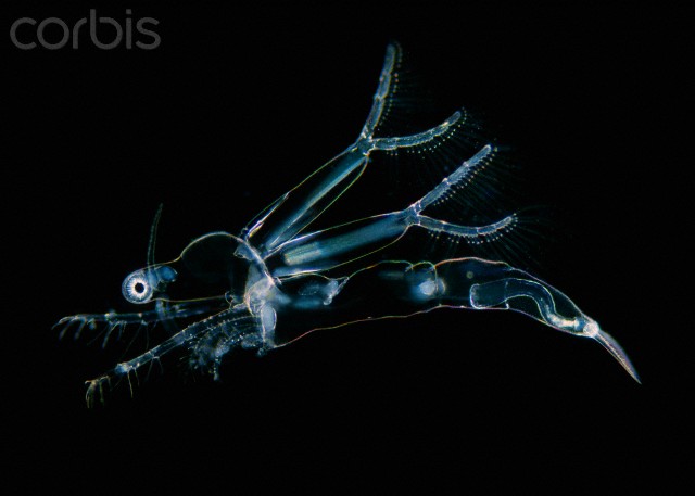 Variety of Life: Diplostraca