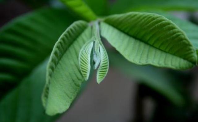 The Amazing Guava Leaves - Ethnic Health Court
