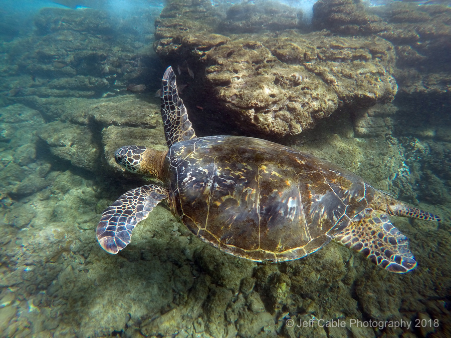 Jeff Cable's Blog: Swimming with the Green Sea Turtles in Maui (Photos ...