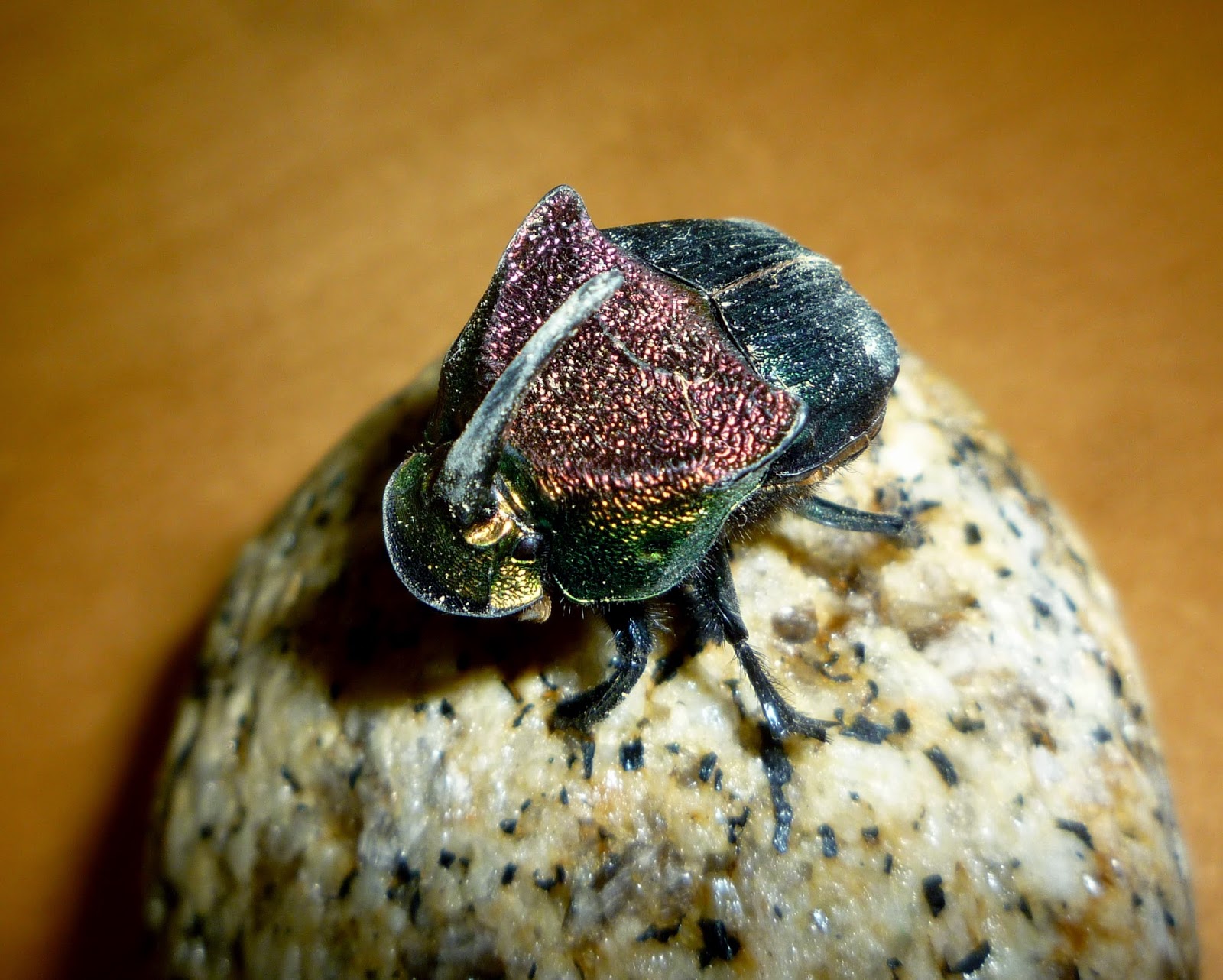 From Bluebirds to Turtles: PANDORUS SPHINX MOTH, SICKLEPOD, LARGE ...