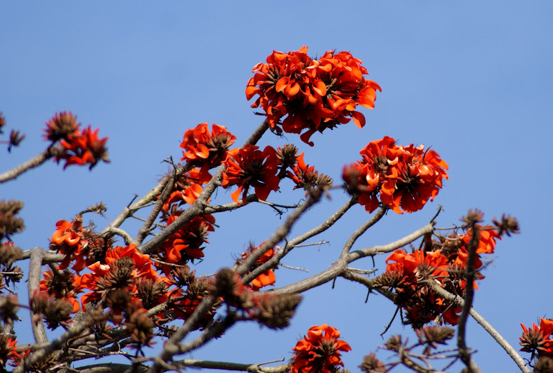 A photo, A thought............: Plant: Coral tree blooms....