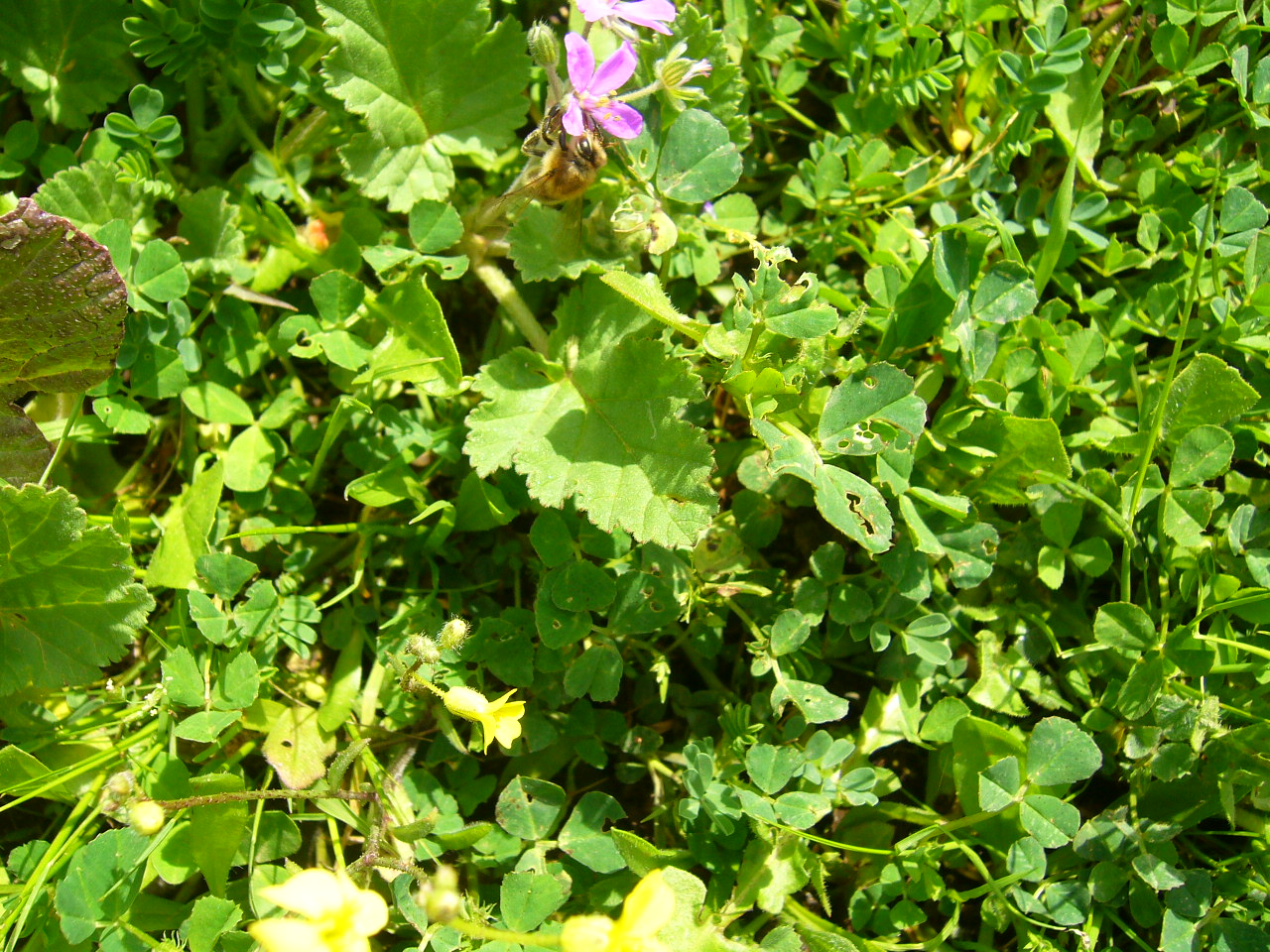 ΓΕΡΑΝΙ ΕΡΩΔΙΟΣ Erodium chium, ένα φυτό δείκτης μελισσοκορεσμού.