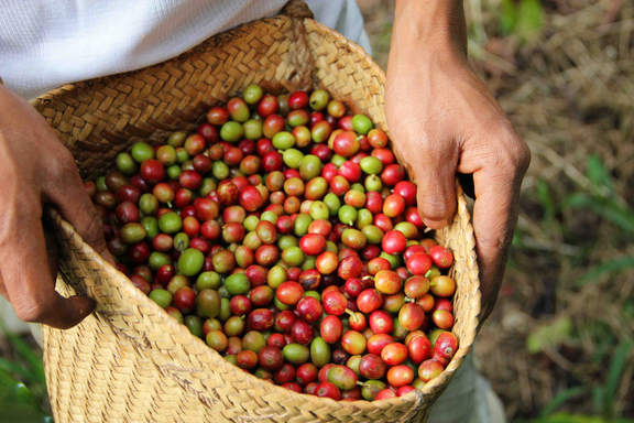 Loron Economico: Coffee and oil: Timor-Leste offers opportunities to ...
