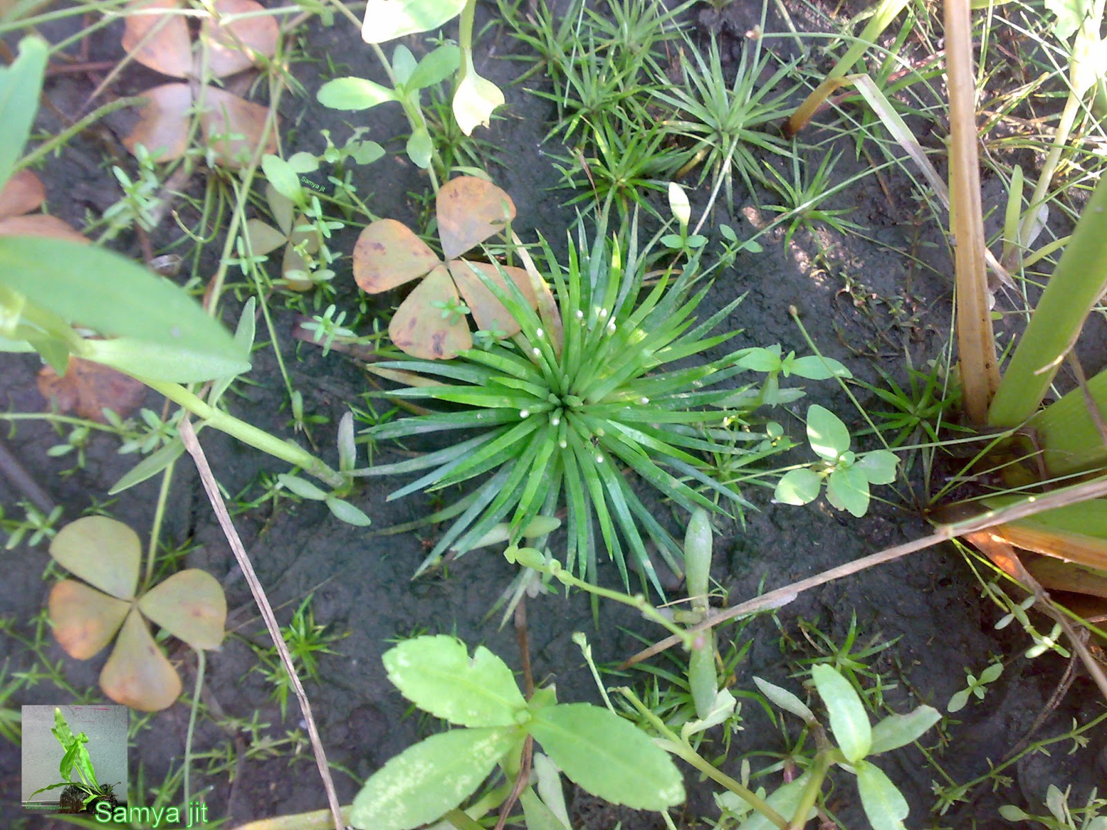 NATIVE AQUATIC: Eriocaulon sp(WB)