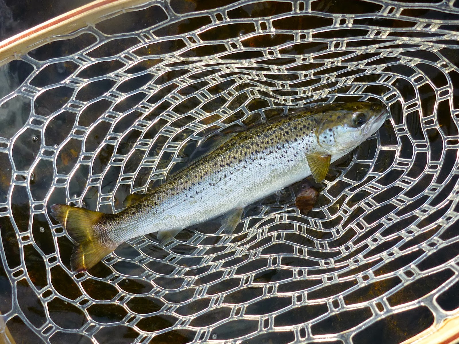 Atlantic Salmon Flies: Naugatuck Report - October 14, 2013 - Buck Bug Fever