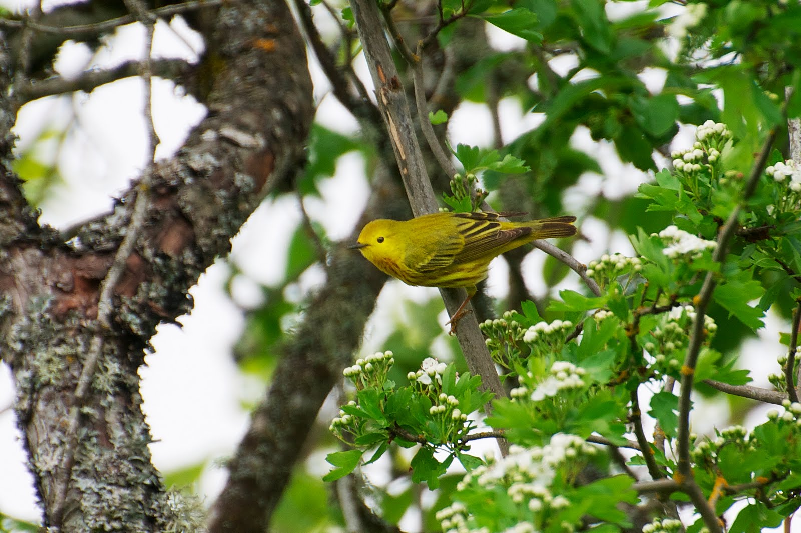 NW Bird Blog: Yellow Warbler