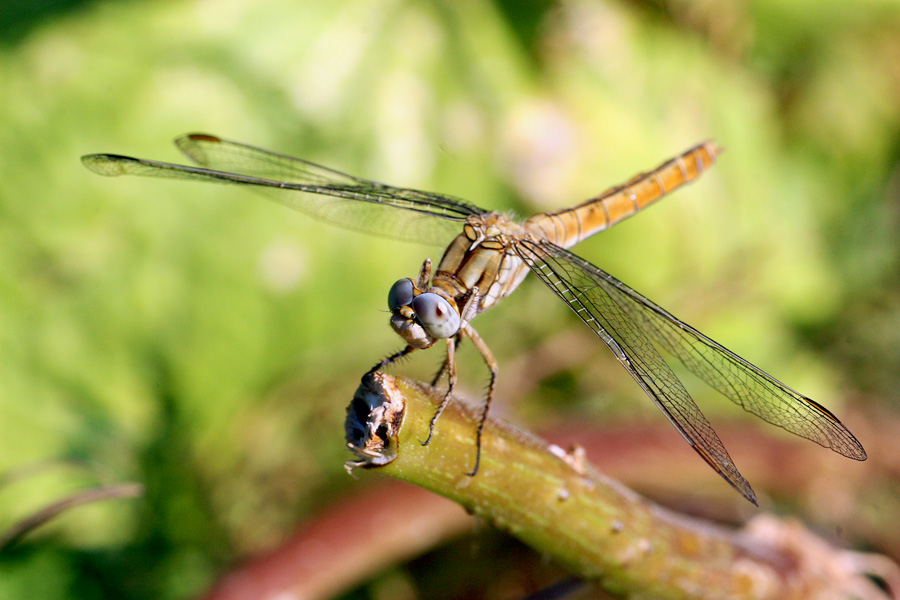 Bio-İnspired(Biomimetic) Design: Bio-Inspired (Biomimetic) Designs