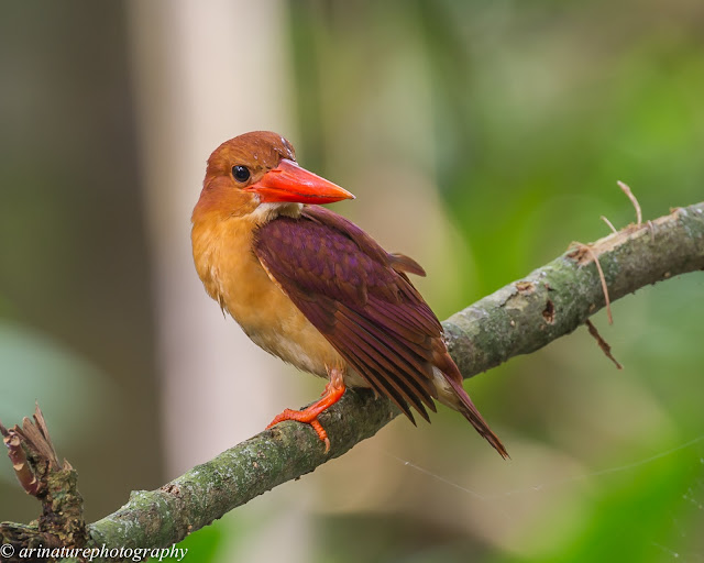 Naturalist Photography