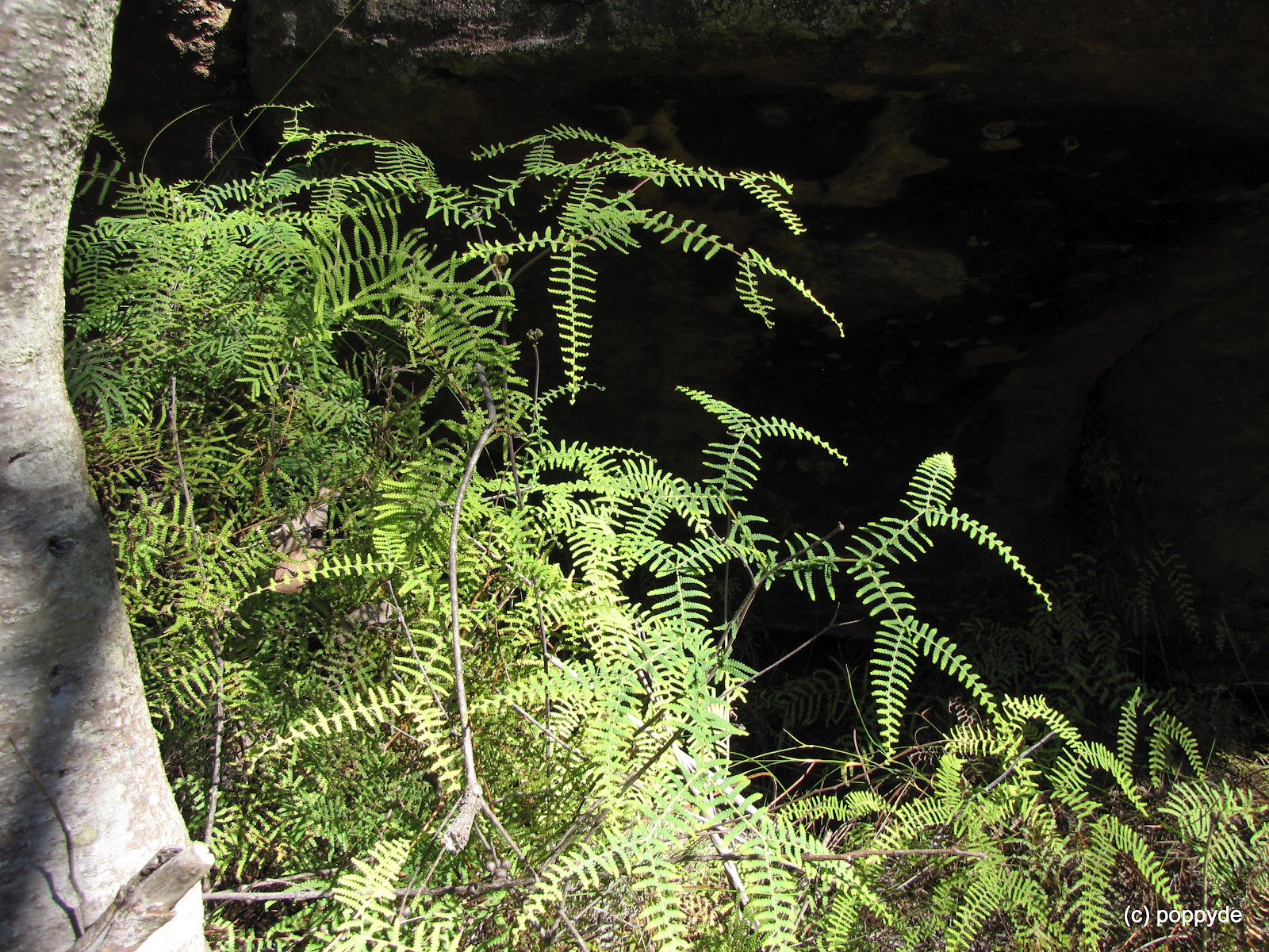 Sydney's Wildflowers and Native Plants: Gleichenia rupestris - Coral Fern.