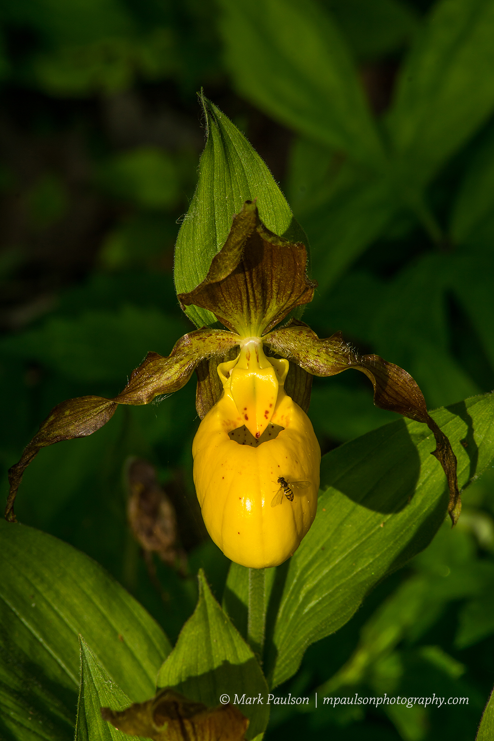 MAP Artistic Photography: Photo of the Day: Large Yellow Lady Slipper ...