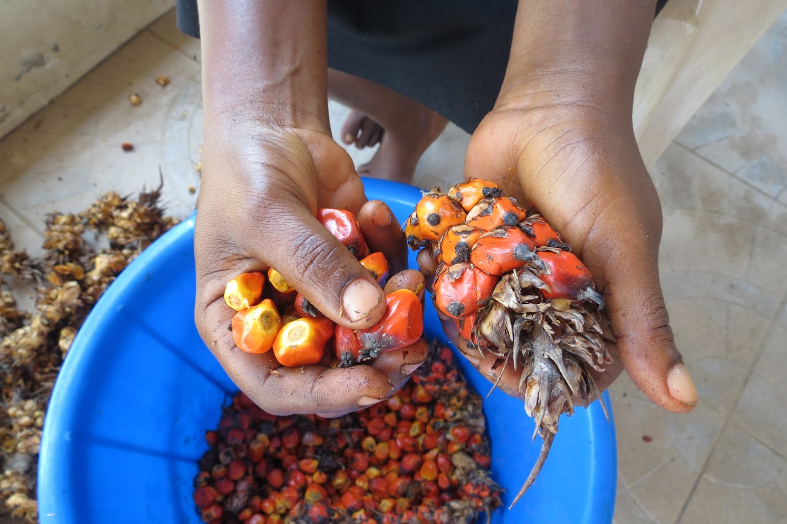 Dewdrops of Joy: A Harvest of Palm Nuts