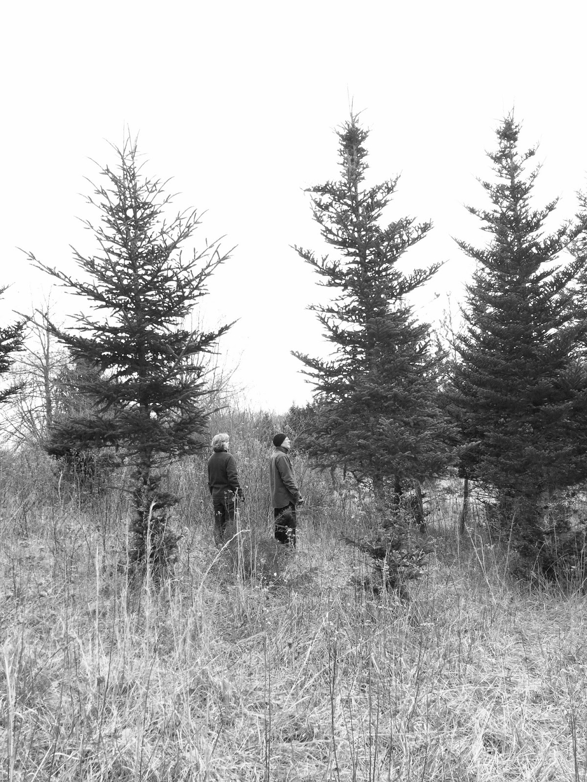 A Journal Of Days At The Tree Farm a-journal-of-days-at-the-tree-farm