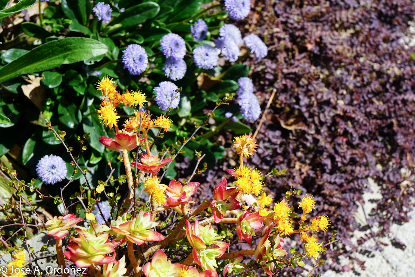 El Jardín de la Barrosa: La Barrosa en Mayo