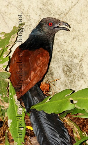 Lucy's Buzz : The Noisy Ati Kukula