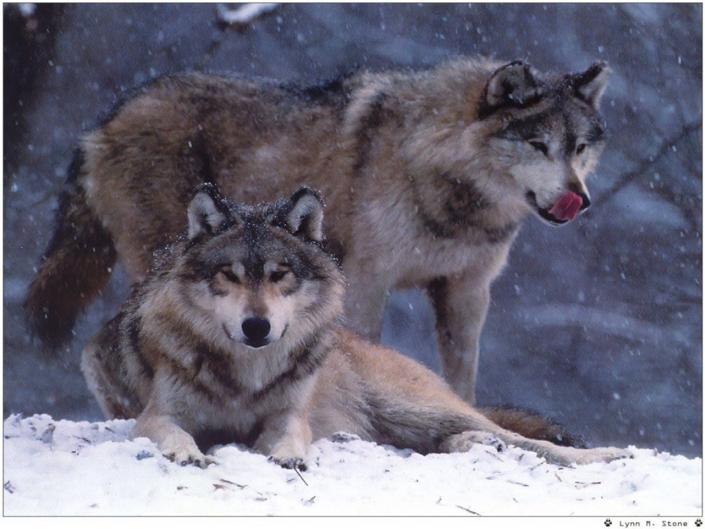 a glimpse of heaven's love: Two Wolves: Cherokee Wisdom
