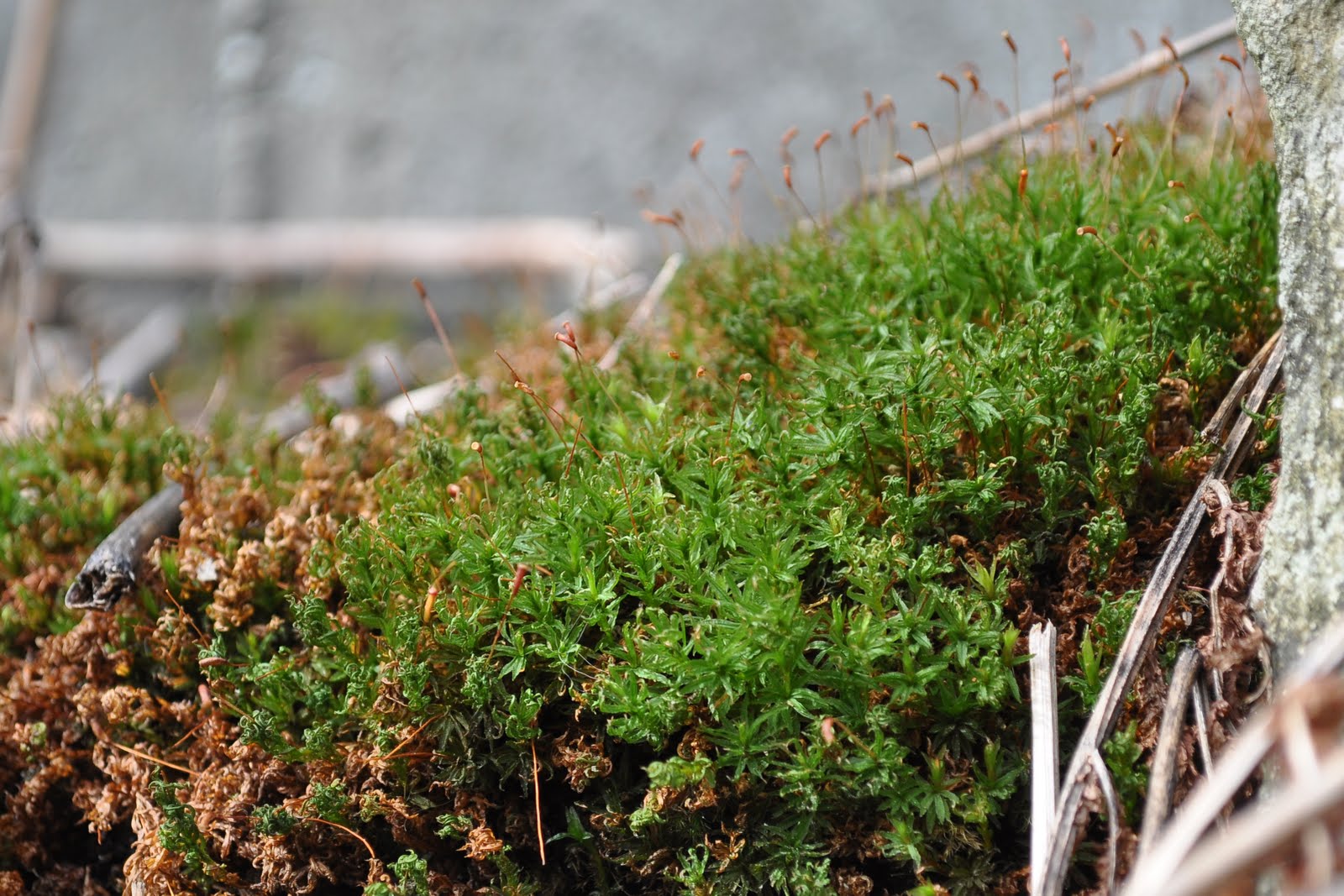 Bryophytes of Central and Northern Europe: Atrichum undulatum
