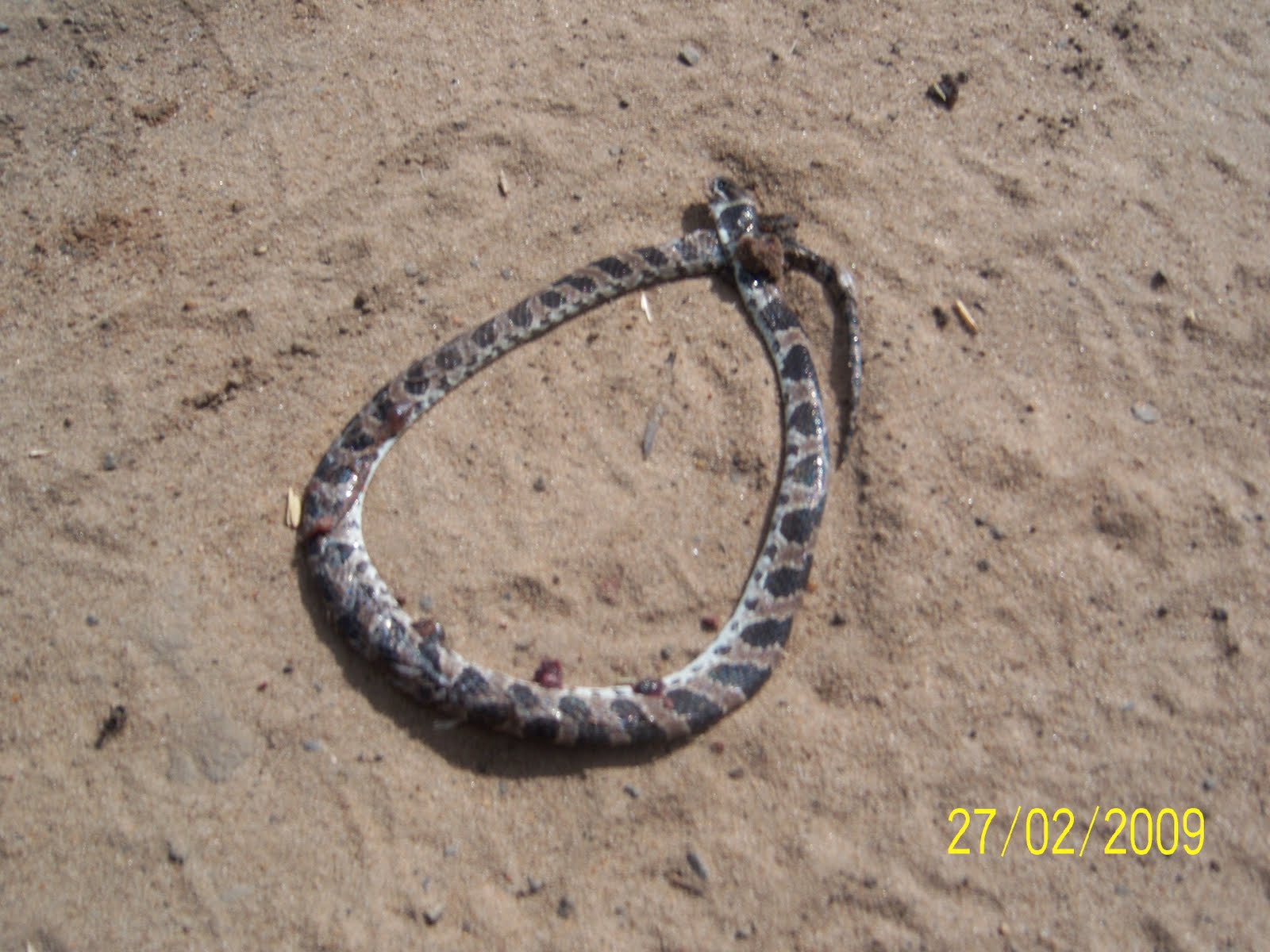 NATURALEZA Y CULTURA: Falsa Yarará