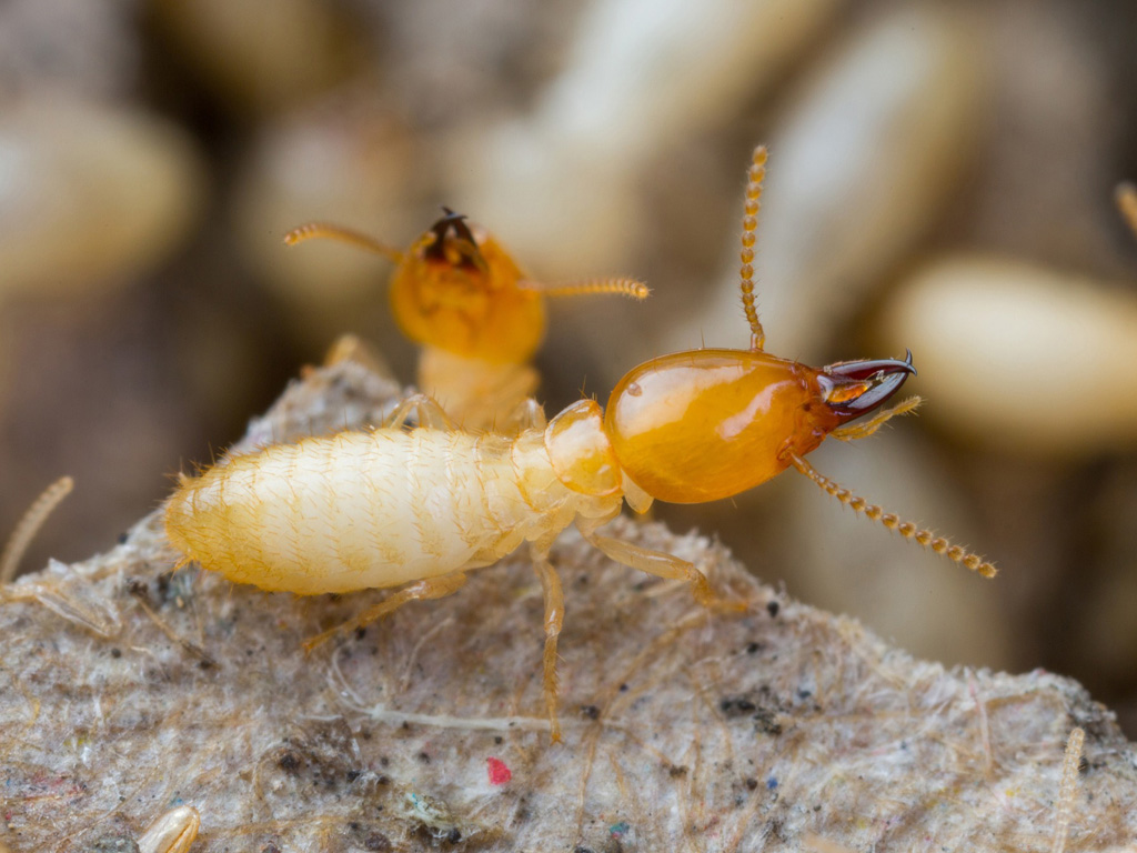 Imagehub: Termite HD images free download