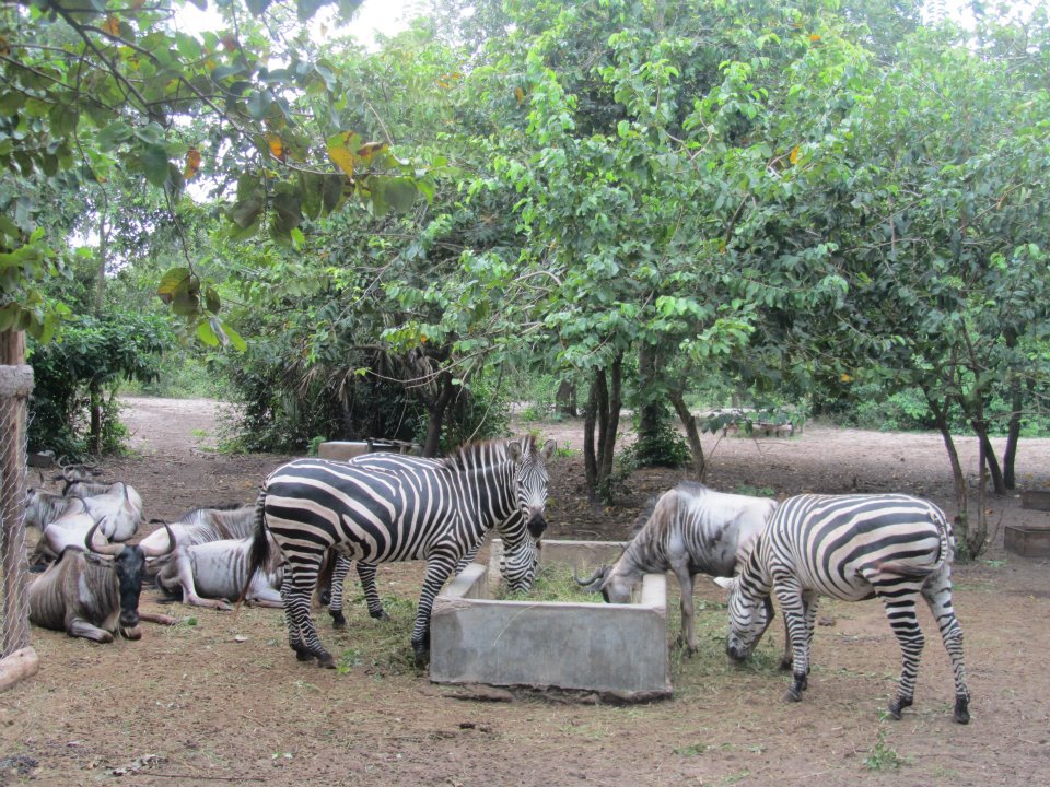 ADVENTURER: KIGAMBONI ZOO in DAR ES SALAAM