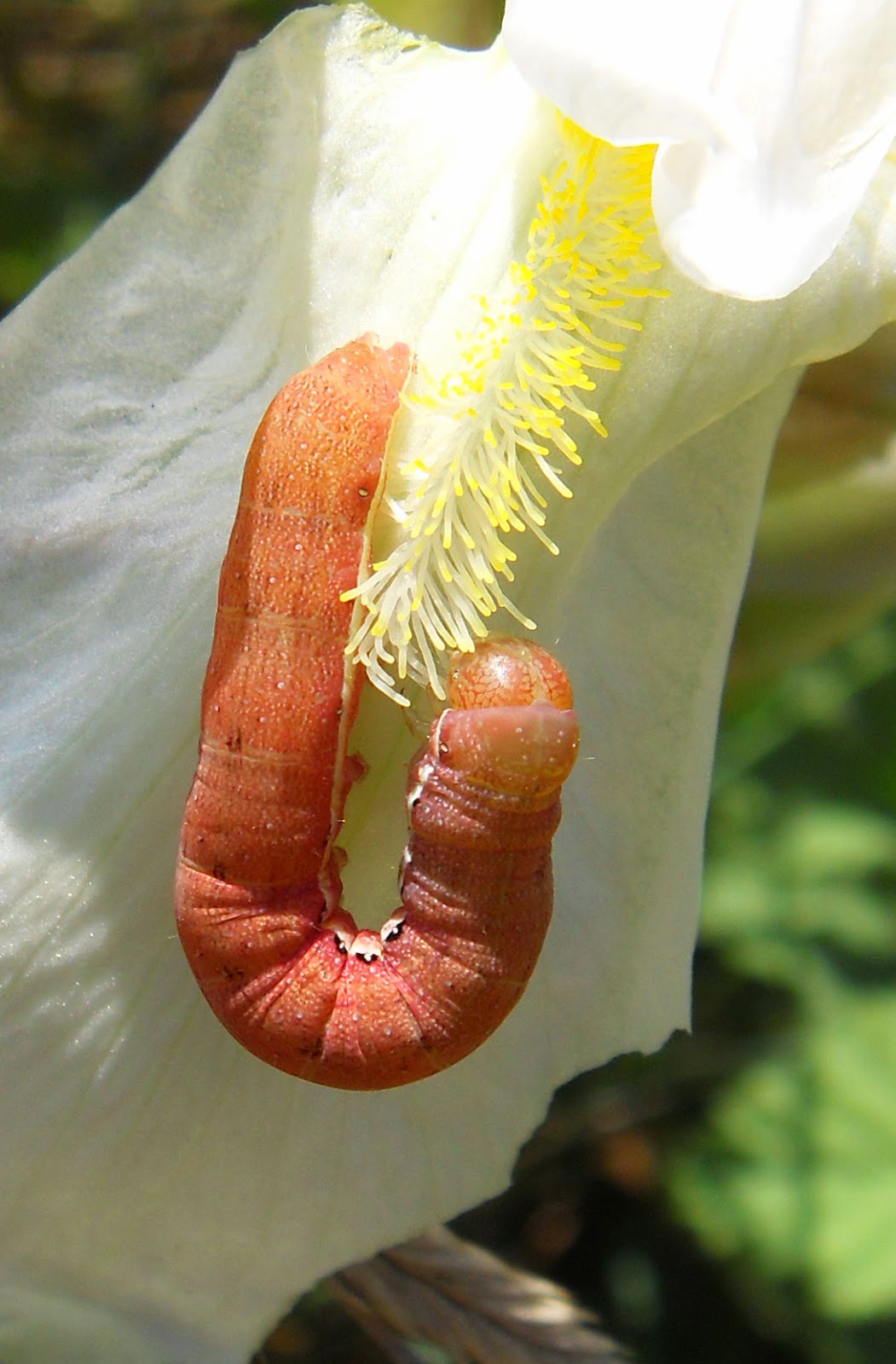 Anne MOREAU: Chenille rose - Pour Thaïsse