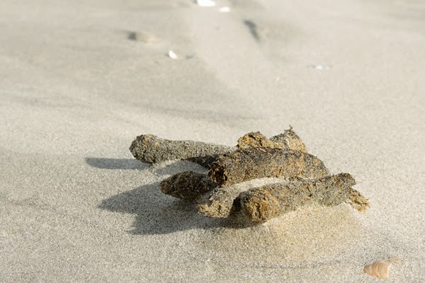 Natuurspoor: Natuurspoorjournaal #54 - Poepkunst